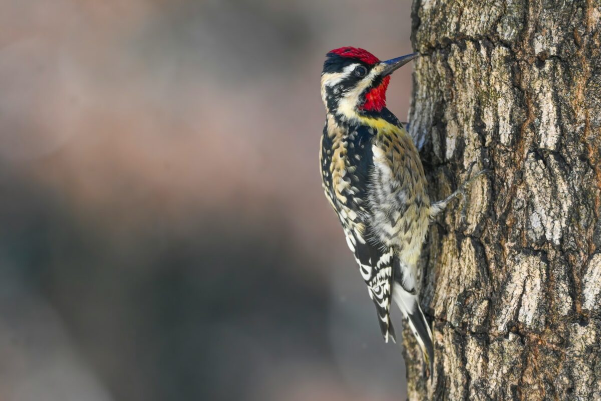 Funniest bird names to say out loud