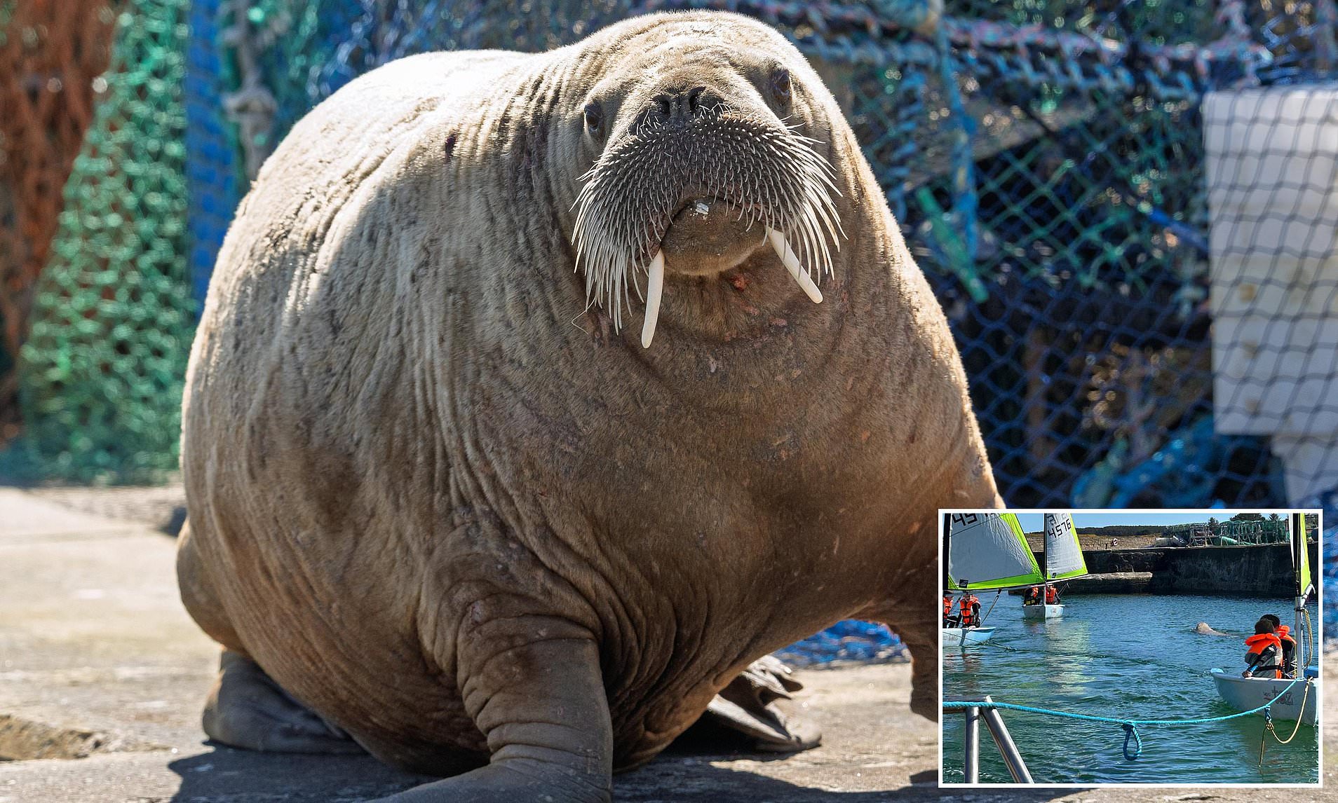 Magnus the walrus' tour of Scotland continues as he joins Gordonstoun ...