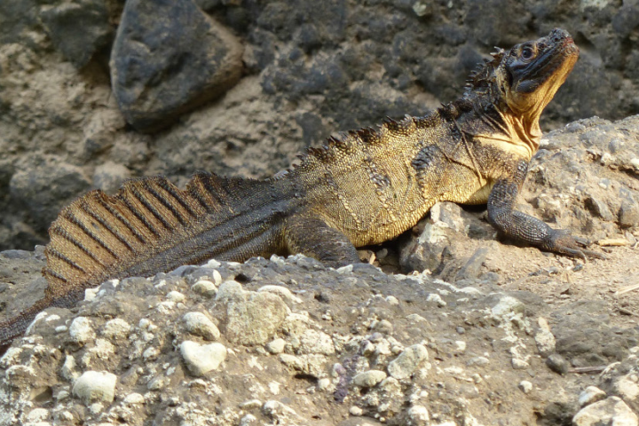 Parece uma criatura mística: conheça o dragão-vela, lagarto com vela na ...