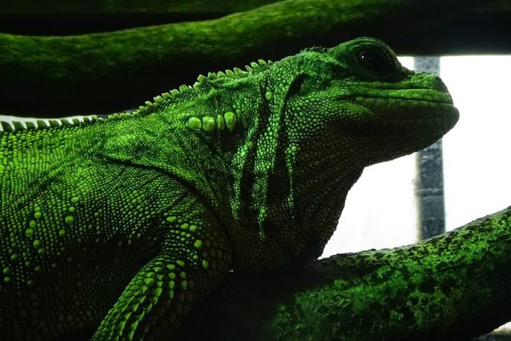 Parece uma criatura mística: conheça o dragão-vela, lagarto com vela na ...