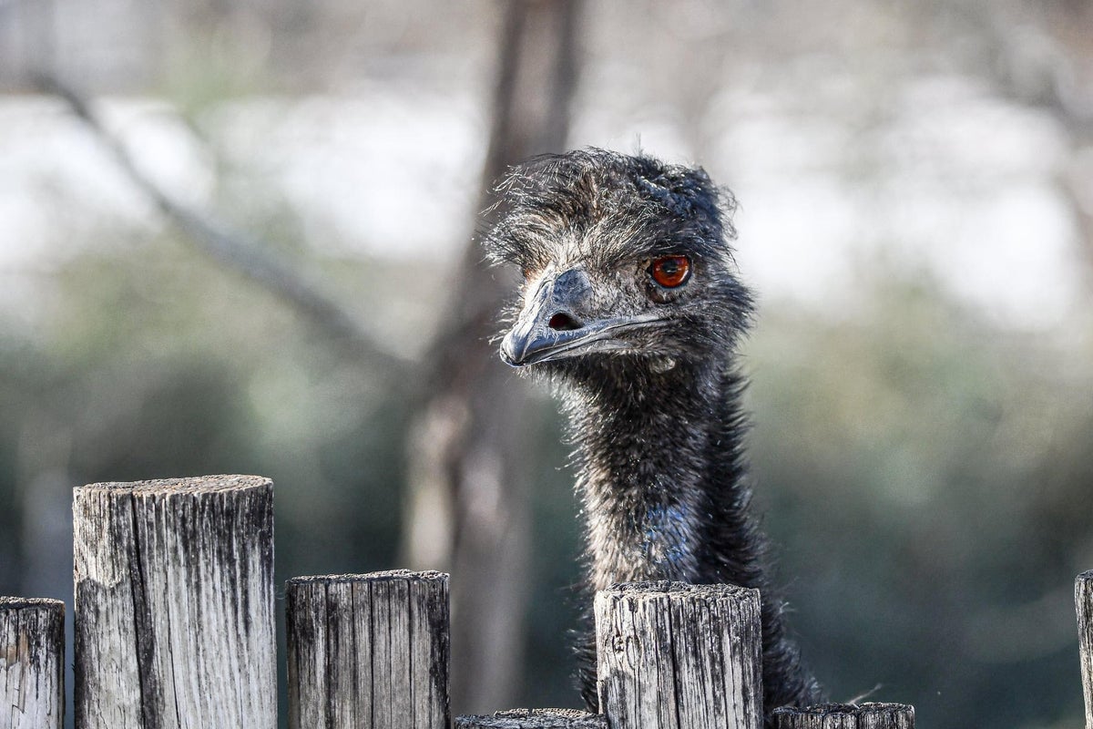 Adam the emu is battered to death by giant hail during Missouri storm