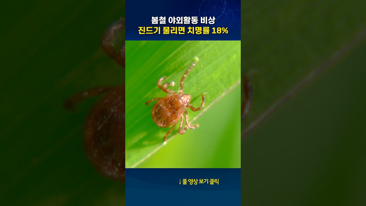 진드기 물리면 치명률 18% #shorts