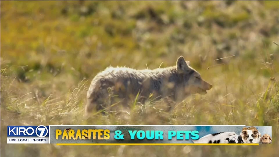 Video: Parasites and your pets