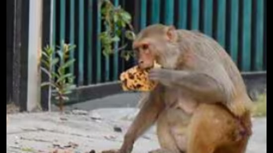 Monkey on Lucknow airport runway forces flight to abort take-off