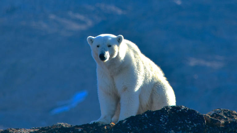 Canada's largest island is a remote gem with adventurous parks, unique ...