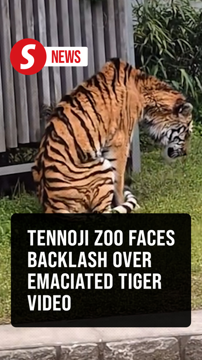 Uproar over video of emaciated tiger at Osaka zoo housing Taiping zoo ...