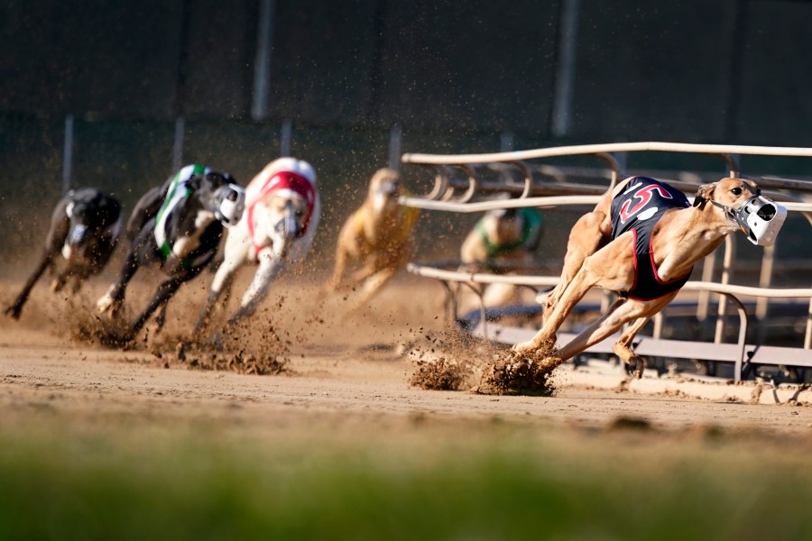 Greyhound racing ban passes the House, moves onto the Senate