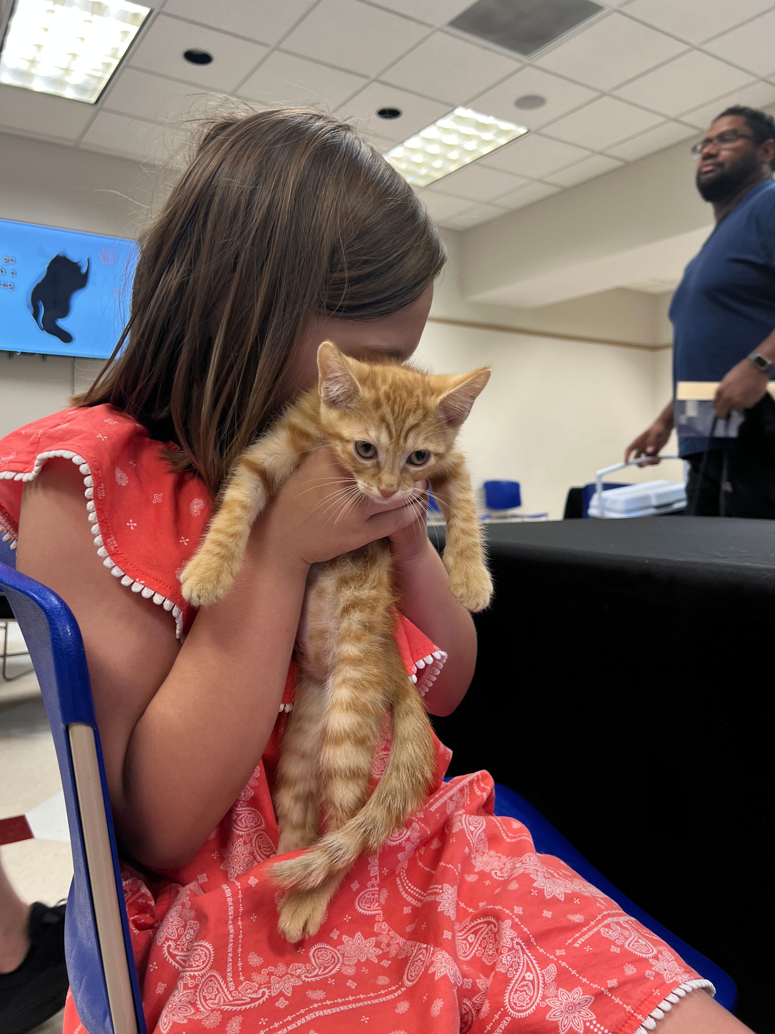 Orange Park Library hosts cat café with kitten adoptions available
