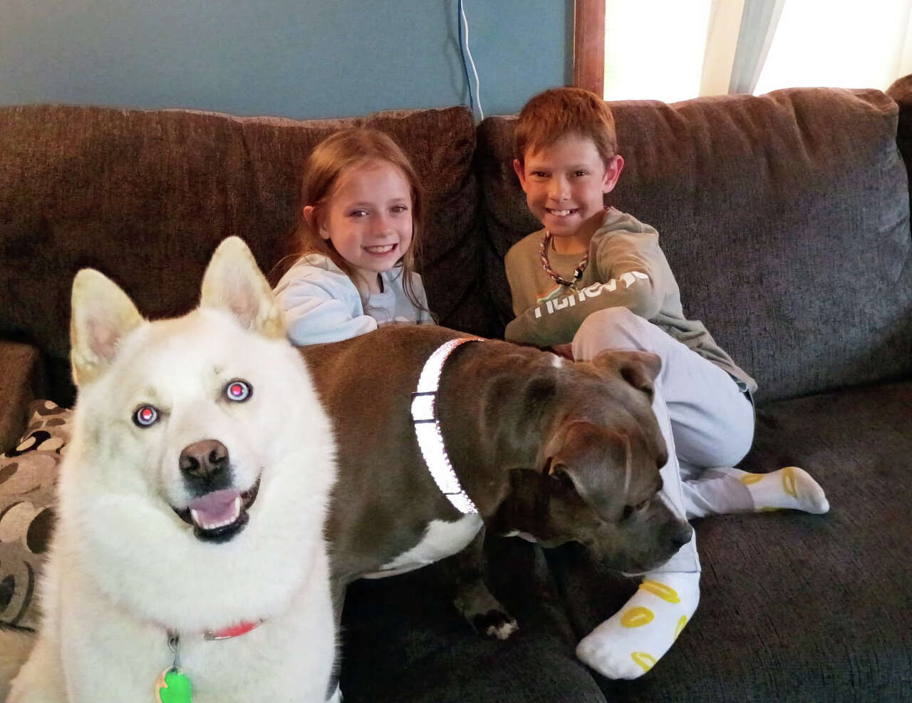 Missing for 5 years, Luna the dog was found after her owner spotted her ...