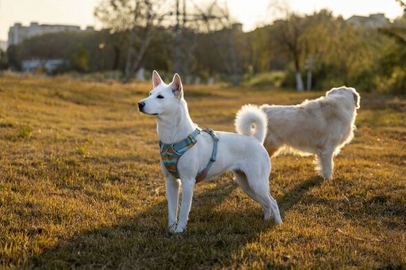Not labradors, pugs or spaniels - vet lists 10 breeds she'd recommend