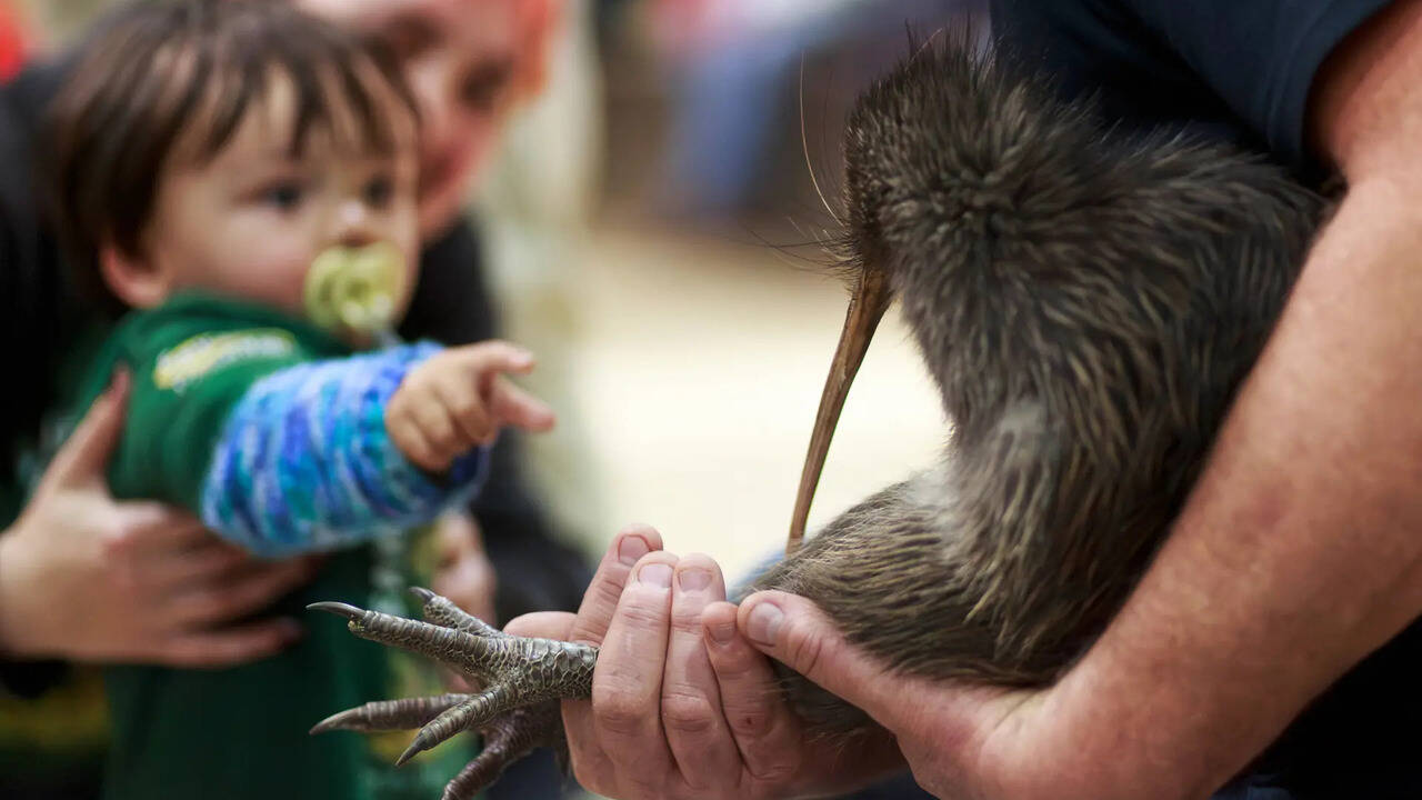 Citizen initiative aims to reintroduce kiwi birds to Wellington, New ...