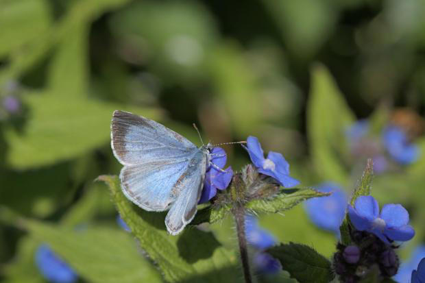 Pretty blue butterfly with black speckles found in Hampshire
