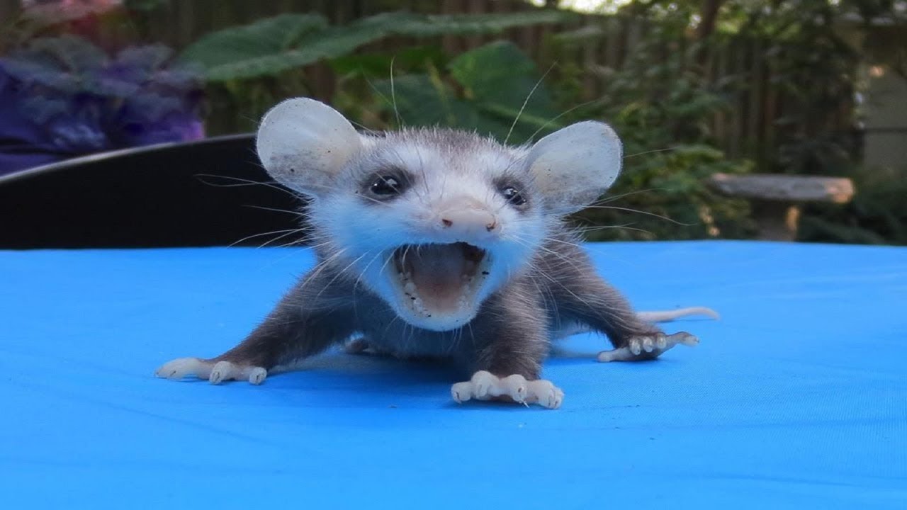 This is the baby opossum the world has been waiting for