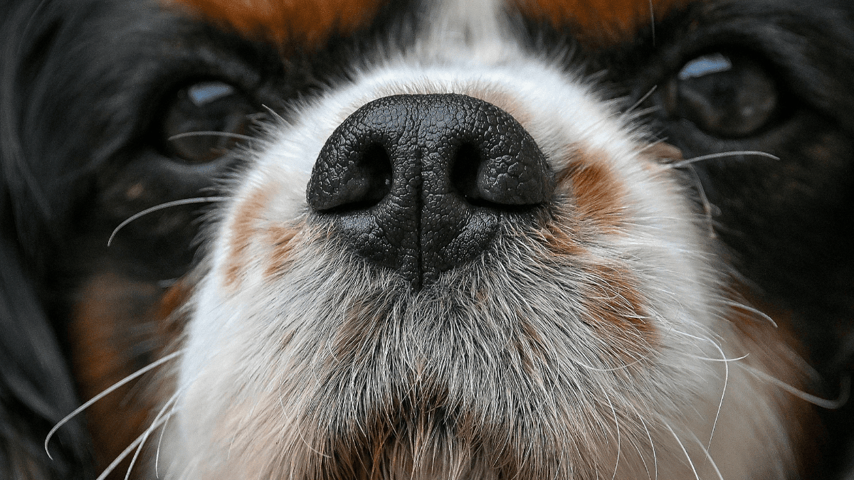 7 heart-melting things dogs do when they seriously miss you