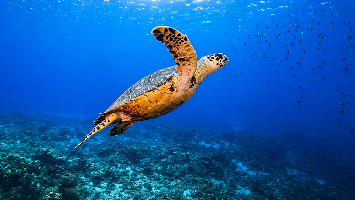 Graceful turtle swimming in deep blue sea environment