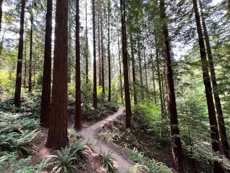 The Oregon Narnia trail that turns a short walk into a storybook ...