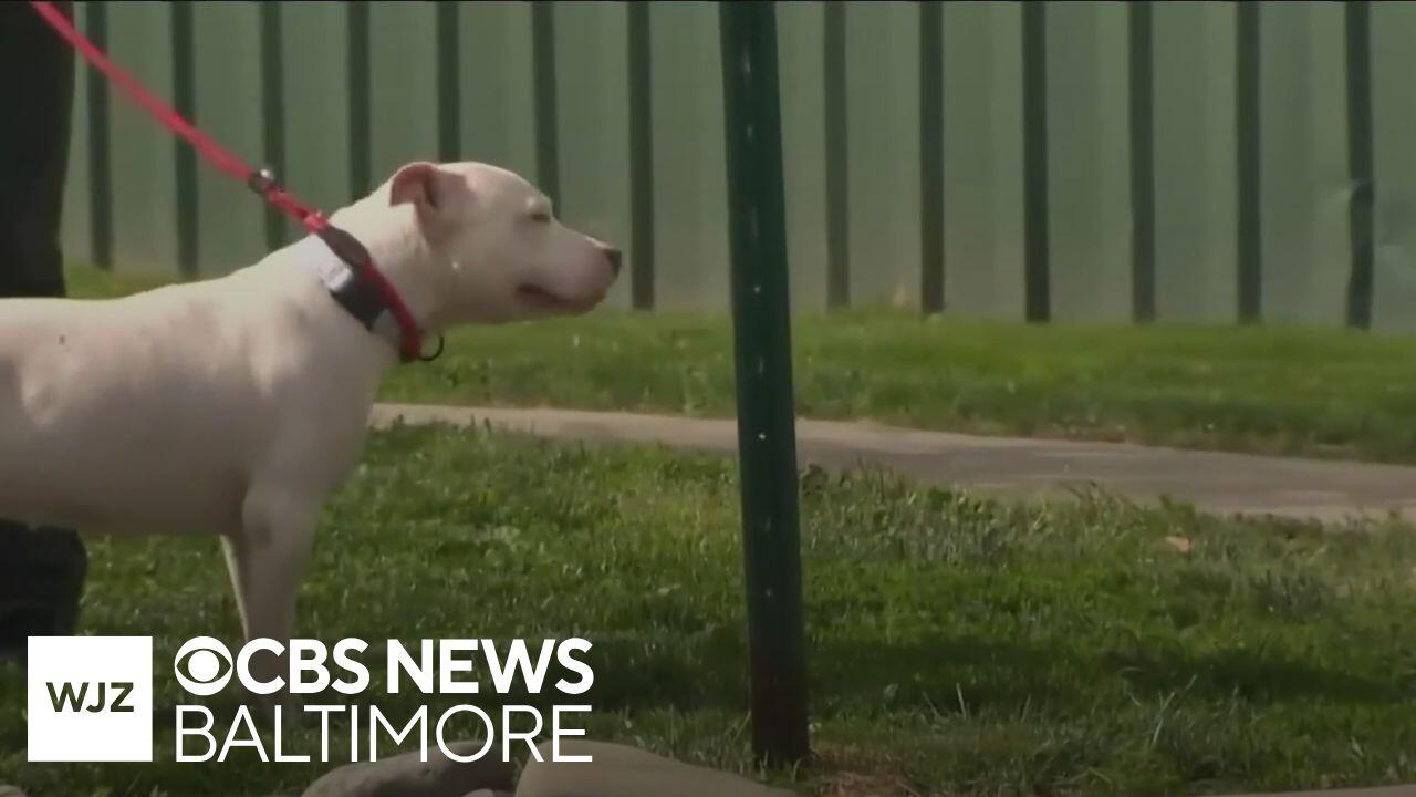 Baltimore County Animal Services shelter waiving adoption fees through ...