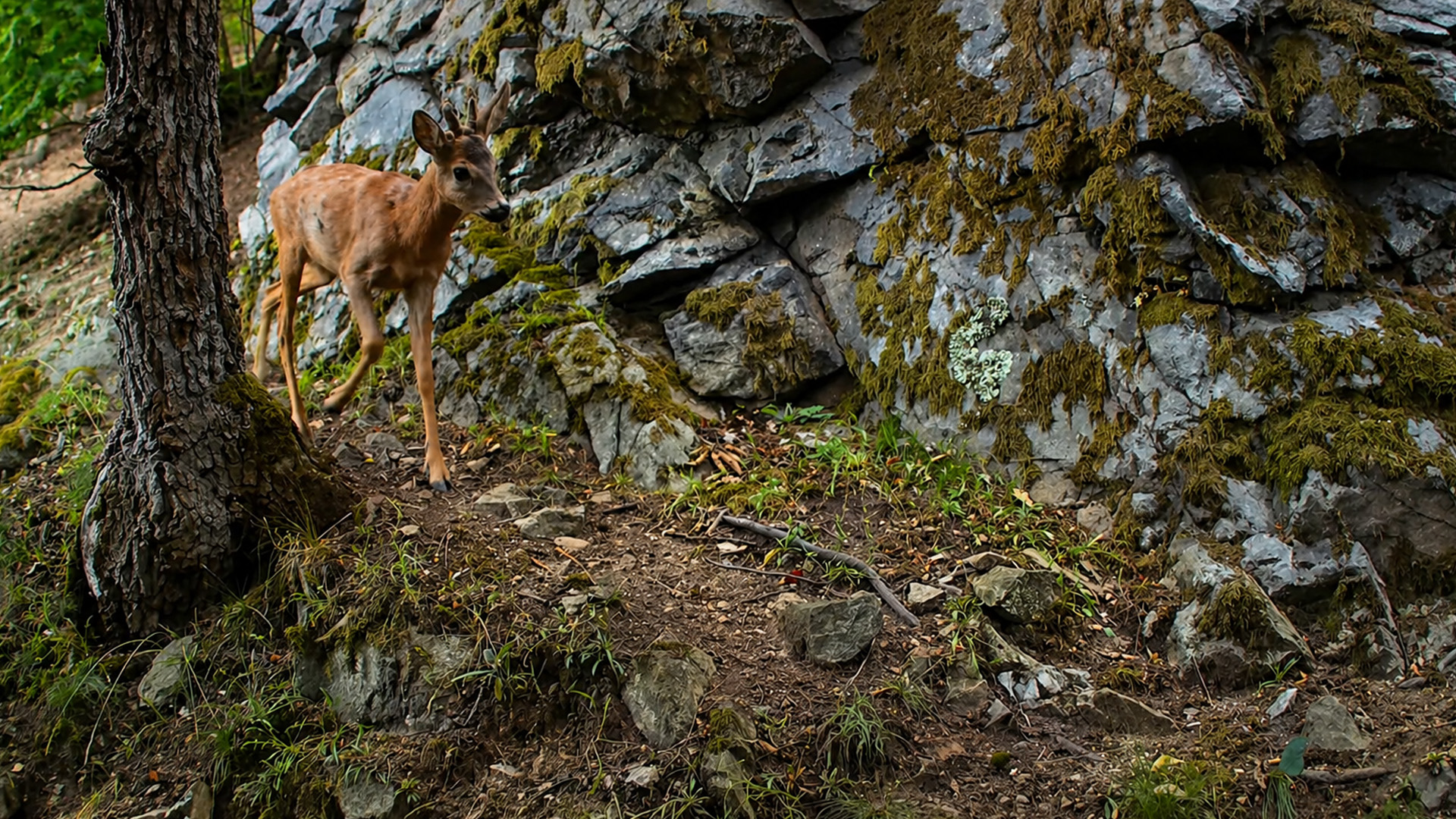 A camera trap captured a deer exploring this hidden path