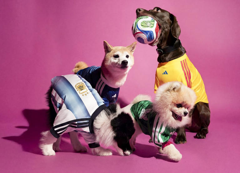 Your dog can now wear an Adidas World Cup jersey and match your game ...