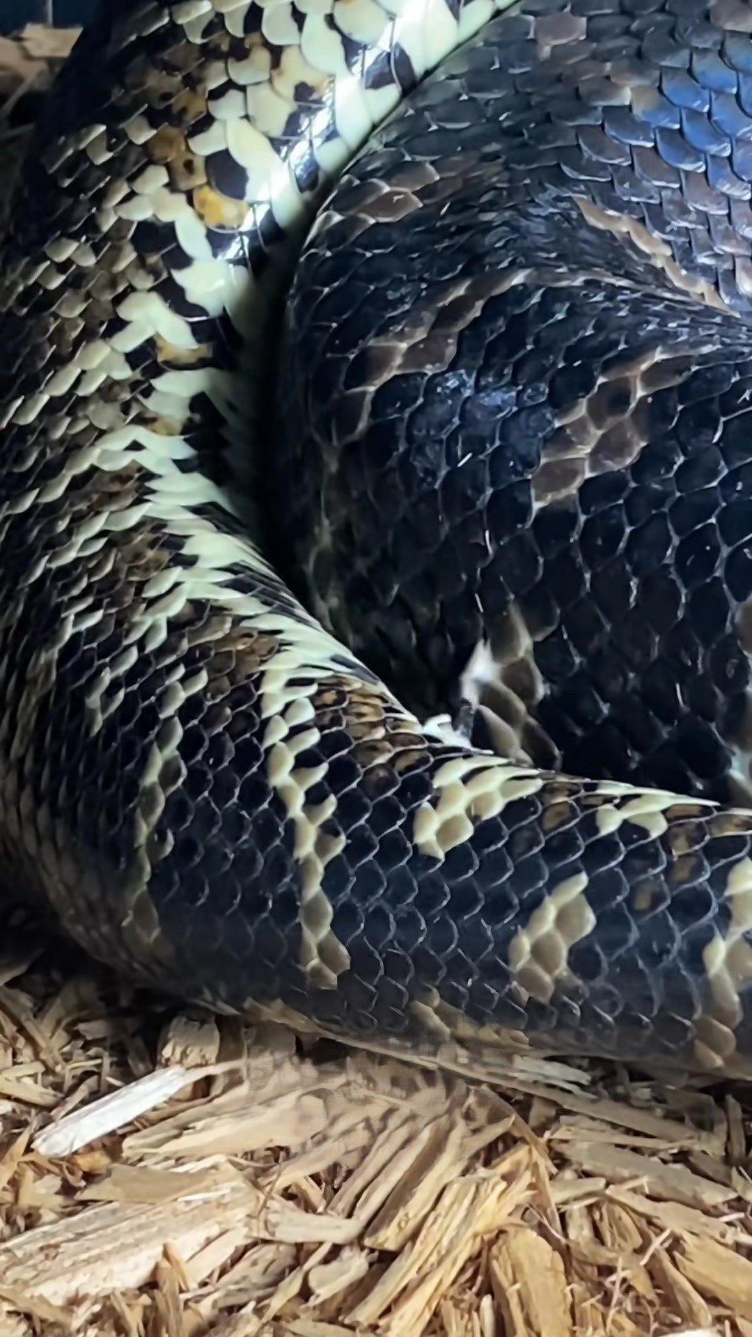 What snake breeding looks like