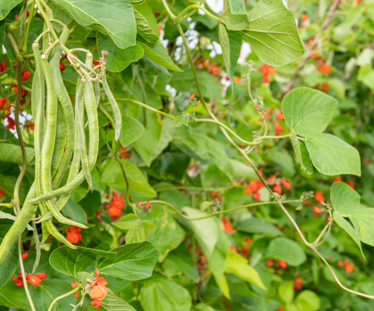 These 8 veggies are so pretty they belong in your flower borders – for ...