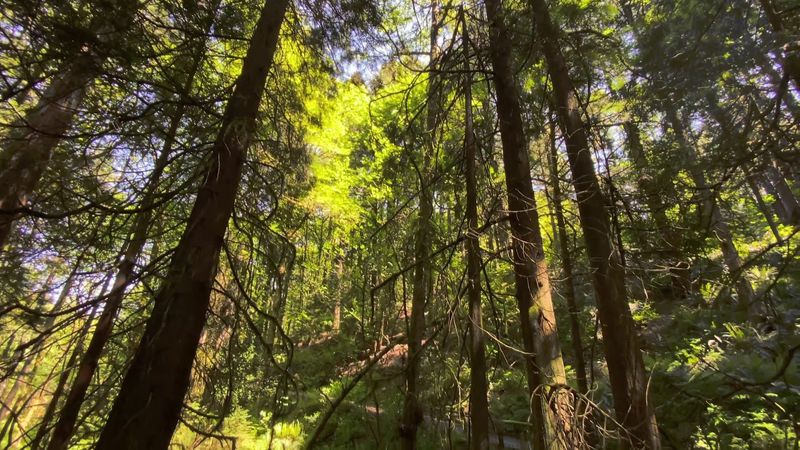 The Oregon Narnia trail that turns a short walk into a storybook ...