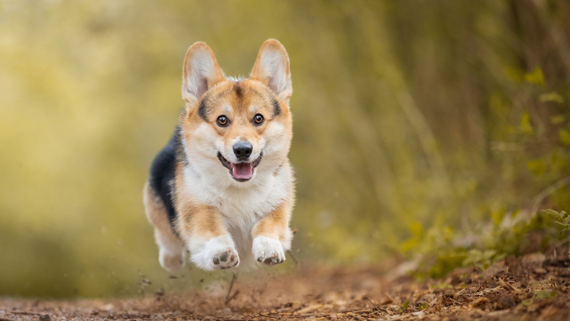 The best emotional support animal breeds