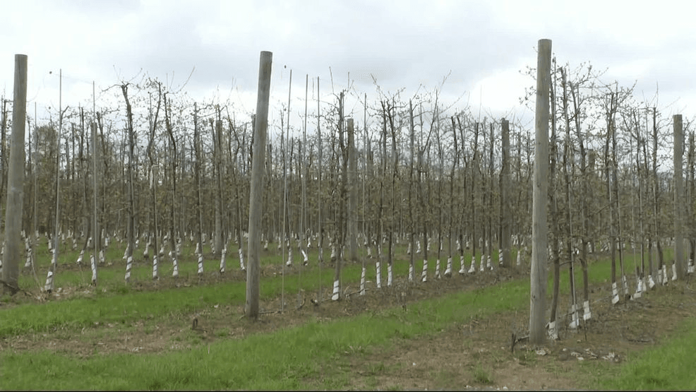 Cold snap raises fears of freeze damage for fruit crops