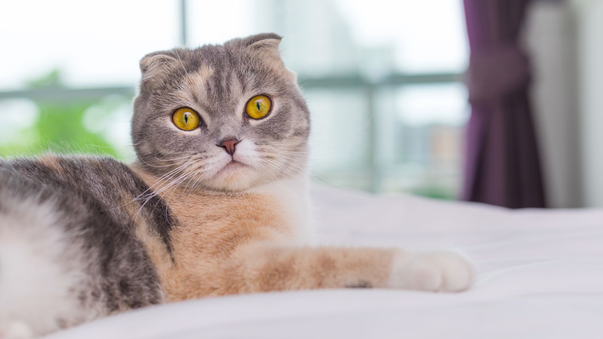 The best emotional support animal breeds