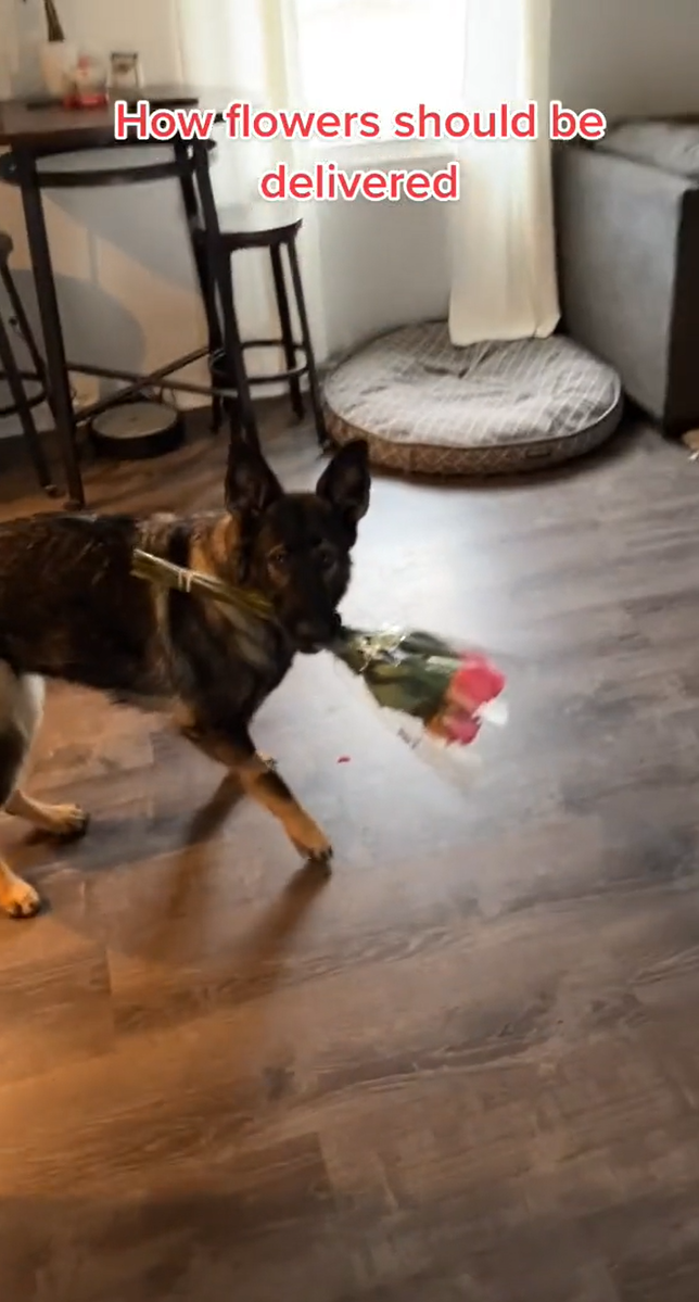 Special delivery from the cutest dog ever