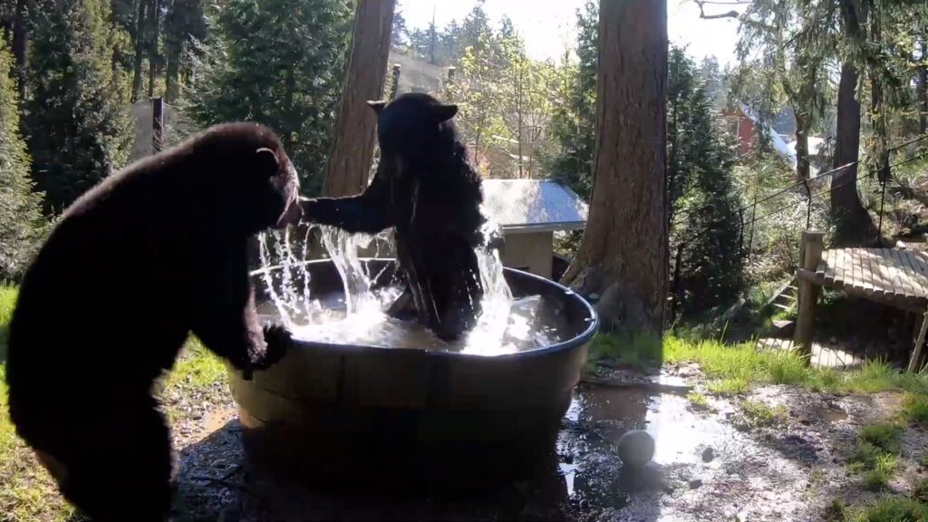 Gerettete Schwarzbären genießen Badespaß im Frühling