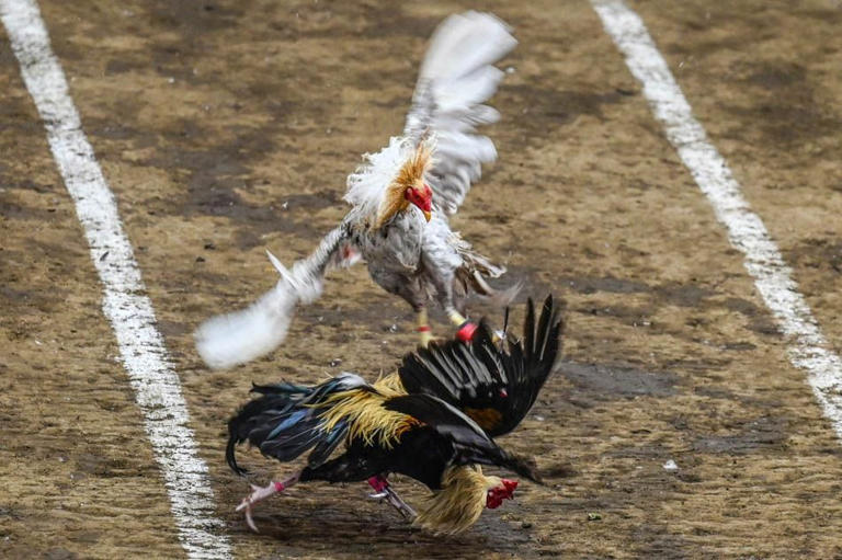 Korean Air bans roosters on US flights to Philippines: reports