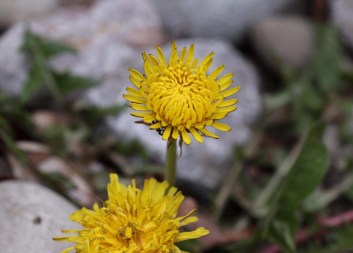 Can you eat dandelions from your yard? What to know before you forage ...
