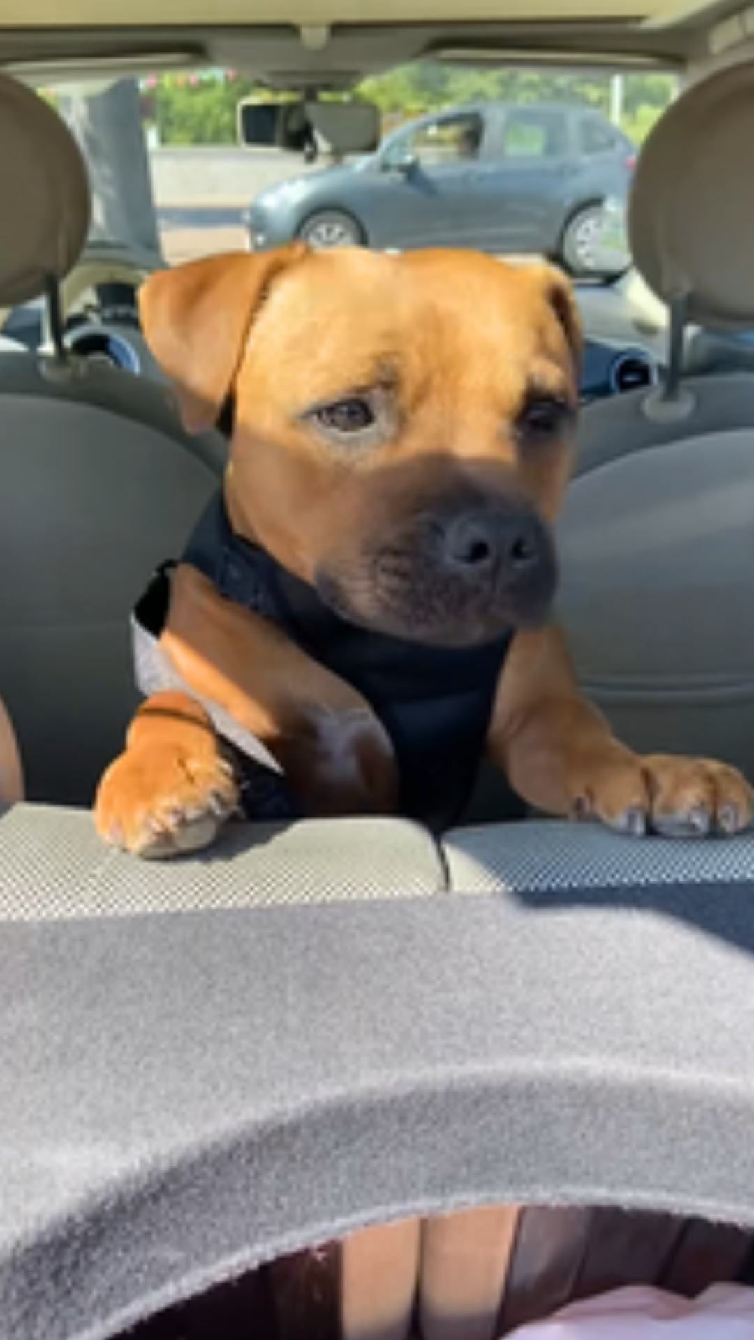 Chiot staffy trop mignon style ours
