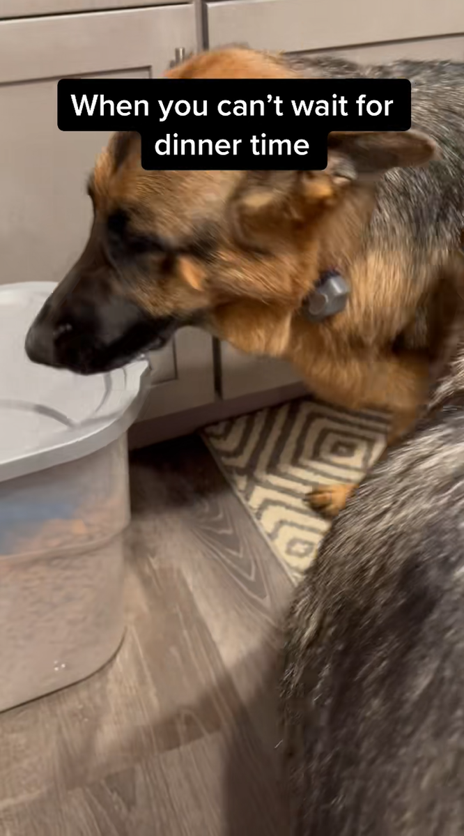 Always snacking, funny German shepherd dog eating snacks