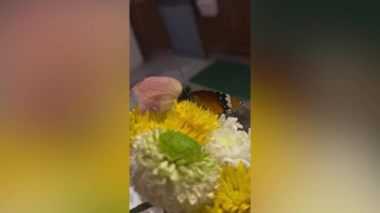 Prothesenflügel aus Blütenblättern: Mann hilft verletztem Schmetterling