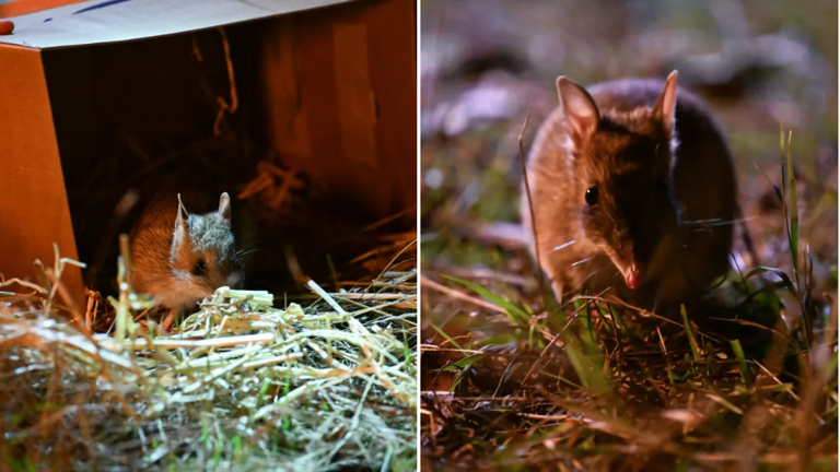 ‘Extinct’ bandicoot is back in the wild – and it’s bigger and better ...