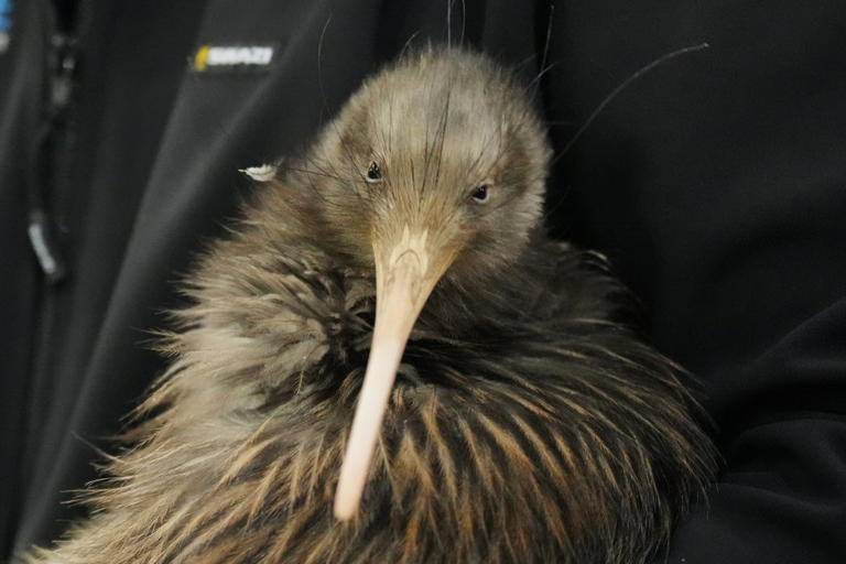 Inside the effort to return NZ’s beloved native bird to the capital