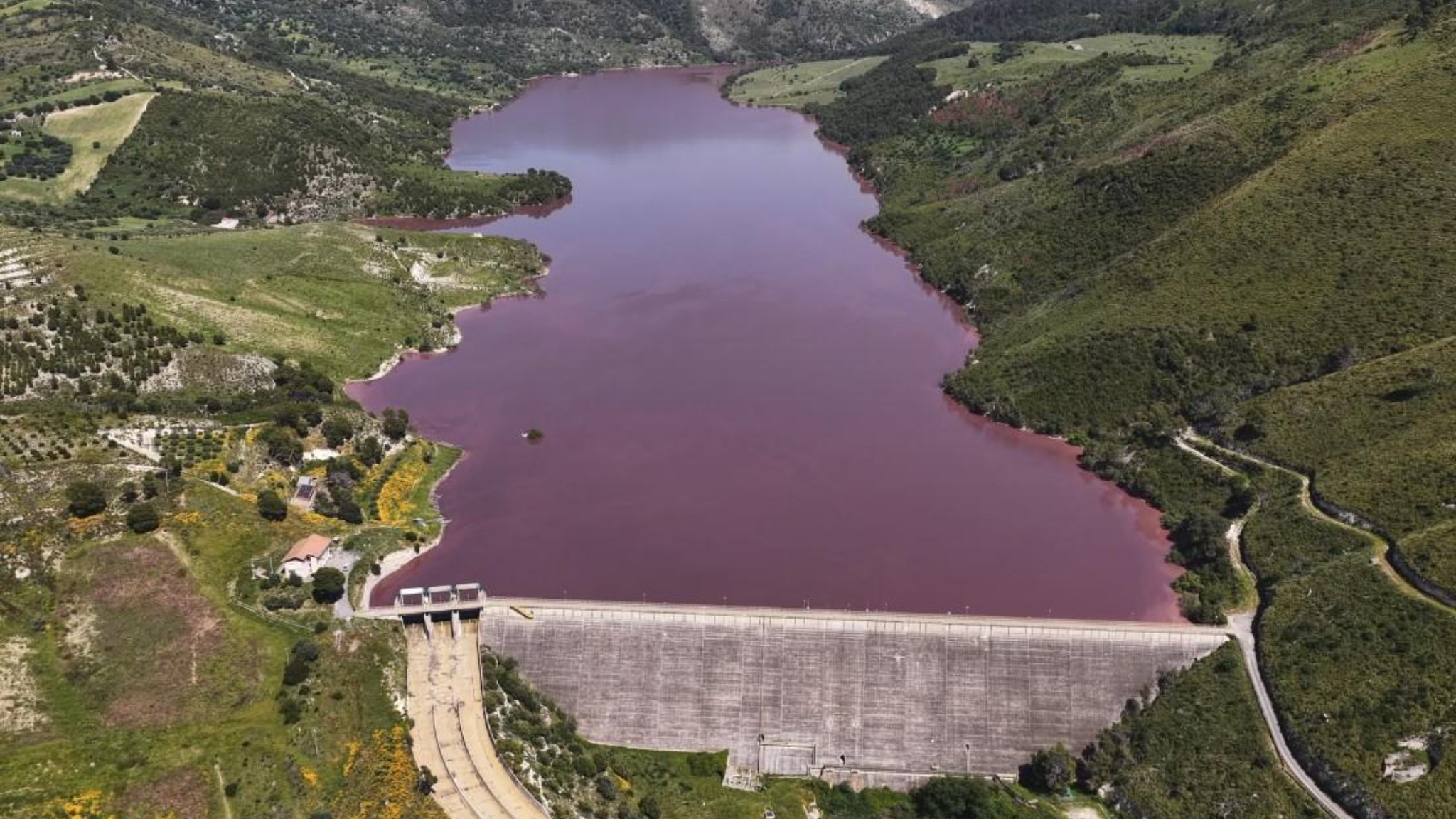 Il lago Dirillo si tinge di rosso magenta: le impressionanti immagini ...