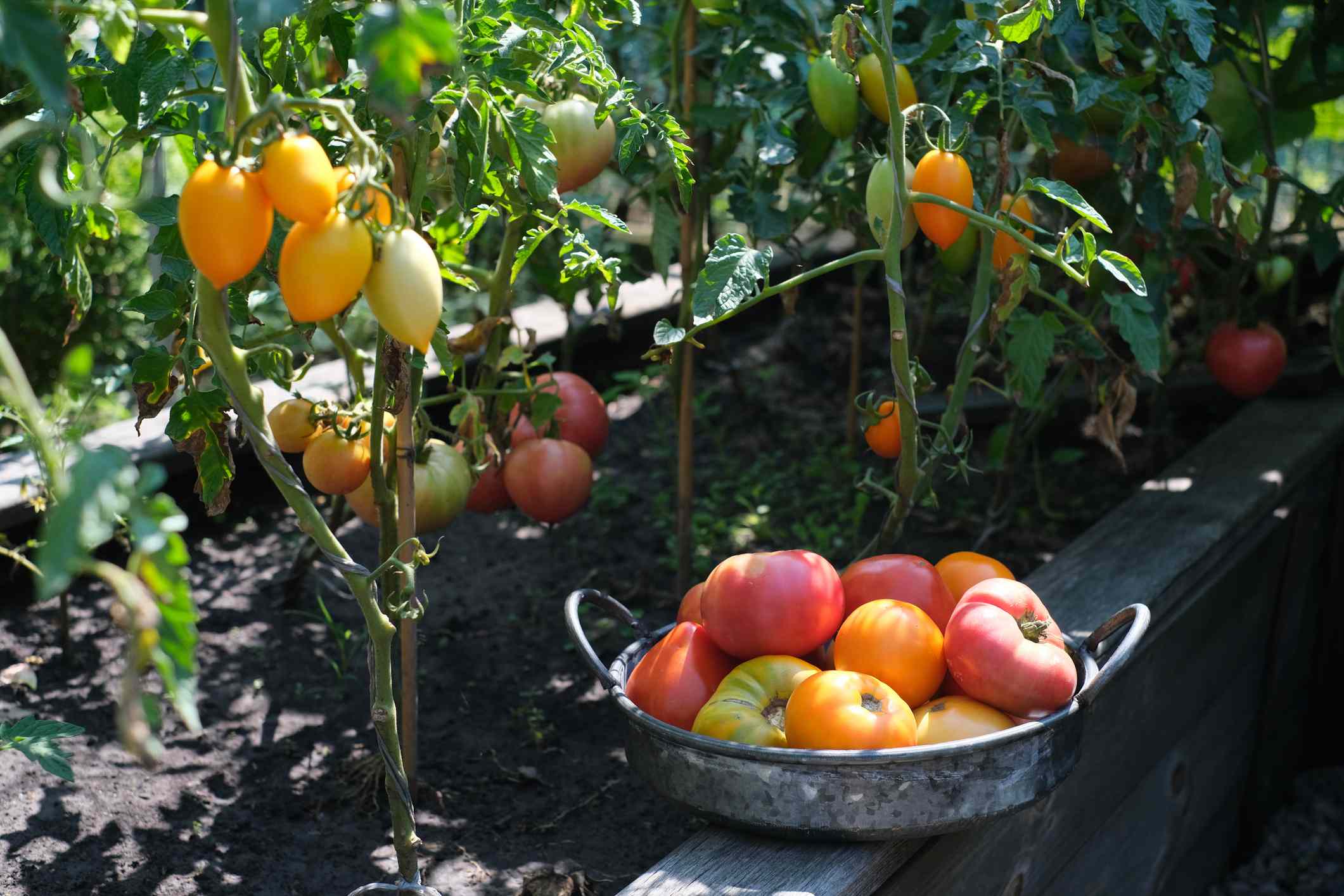 9 new tomato varieties to try in your garden this year for delicious ...