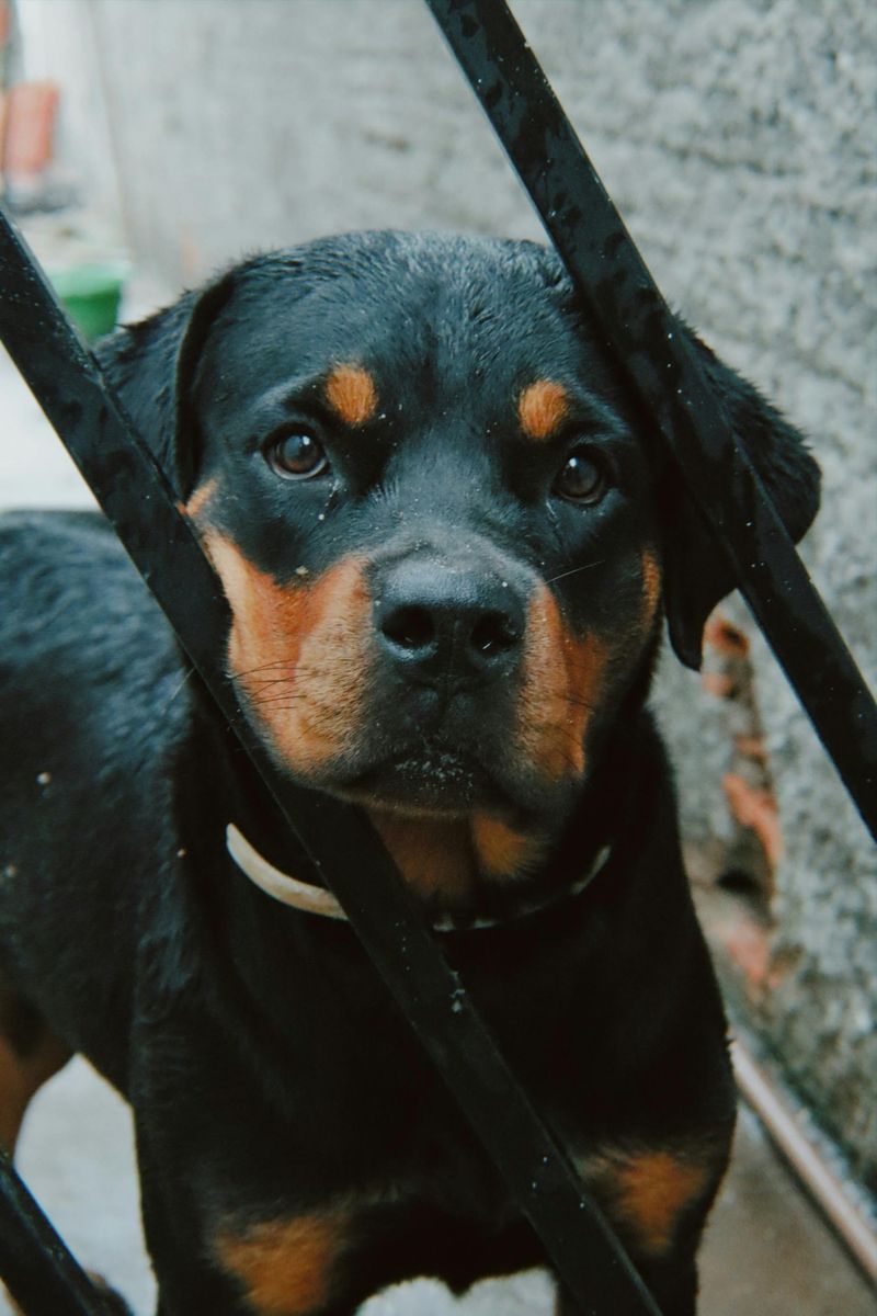 14 dogs that may require extra caution due to biting behavior