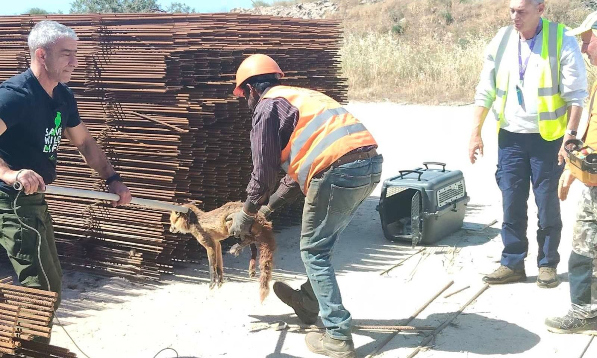 Ελληνικό: Εντοπίστηκε τραυματισμένη αλεπού σε εργοτάξιο - Δίνει μάχη ...