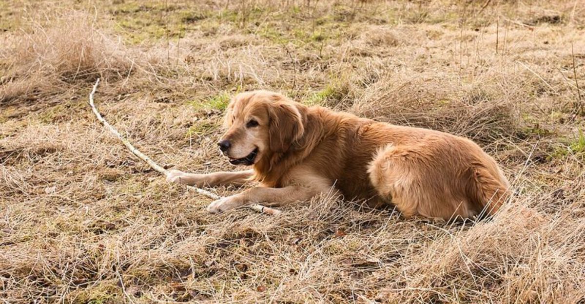 These 12 dogs are gentle and unlikely to show aggression