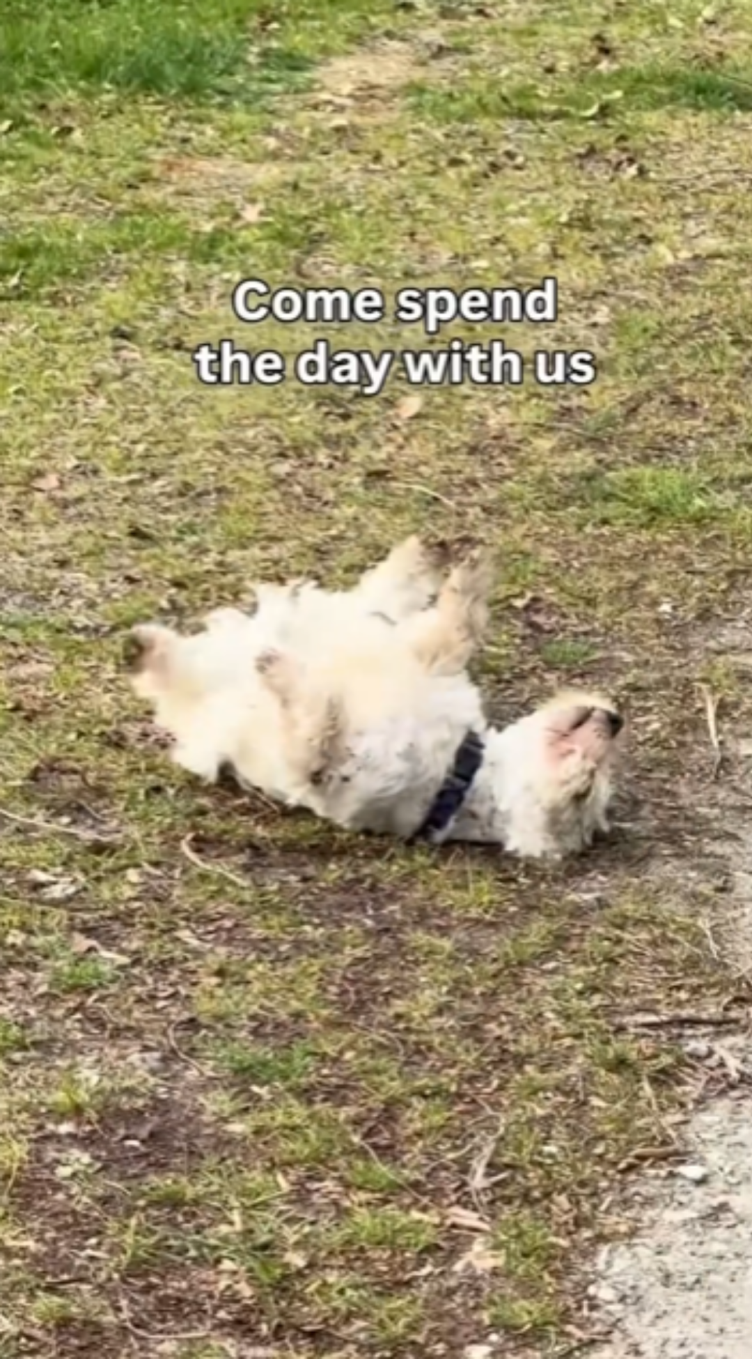 Dogs love outdoor playtime to boost happiness