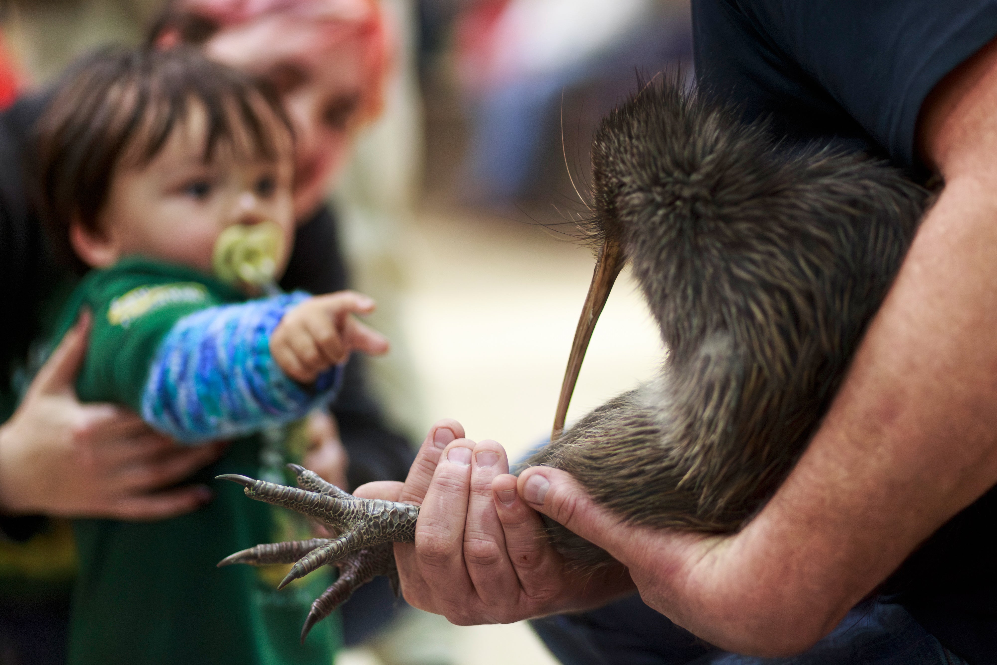 Endangered kiwi return to New Zealand capital in emotional homecoming