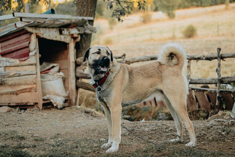 13 powerful dogs with some of the strongest bites in the world