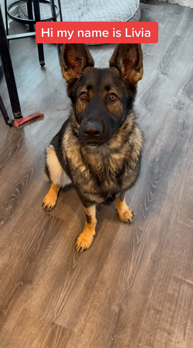 Meet Livia the escape artist German shepherd breaking out of her crate