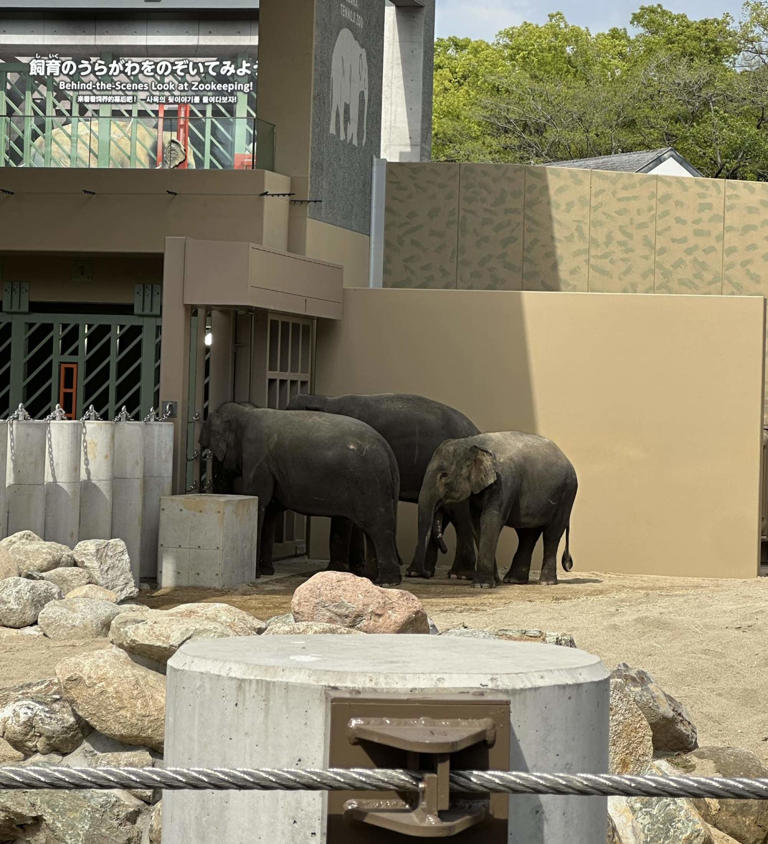 Trumpet call: Malaysians demand Japan return elephants after viral ...