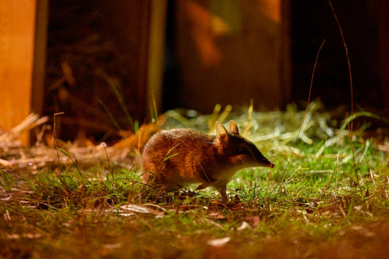 ‘Extinct’ bandicoot is back in the wild – and it’s bigger and better ...