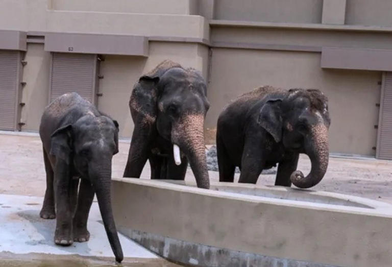 Trumpet call: Malaysians demand Japan return elephants after viral ...